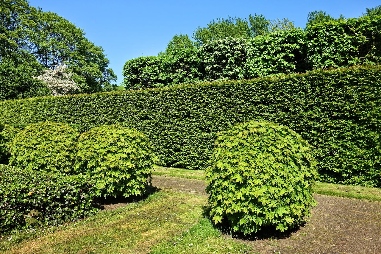Hedge & Tree Trimming Hobart | Lawn Squad
